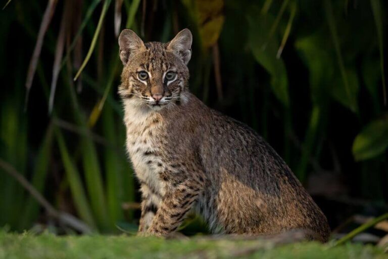 Bobcat (Lynx Rufus): Animal Facts, Pictures, & More
