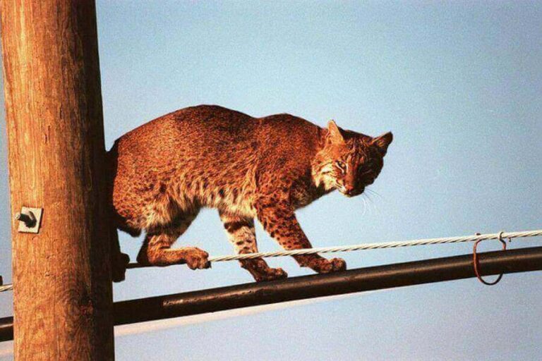 Bobcat (Lynx Rufus): Animal Facts, Pictures, & More