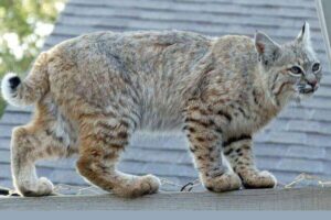Bobcat (Lynx Rufus): Animal Facts, Pictures, & More