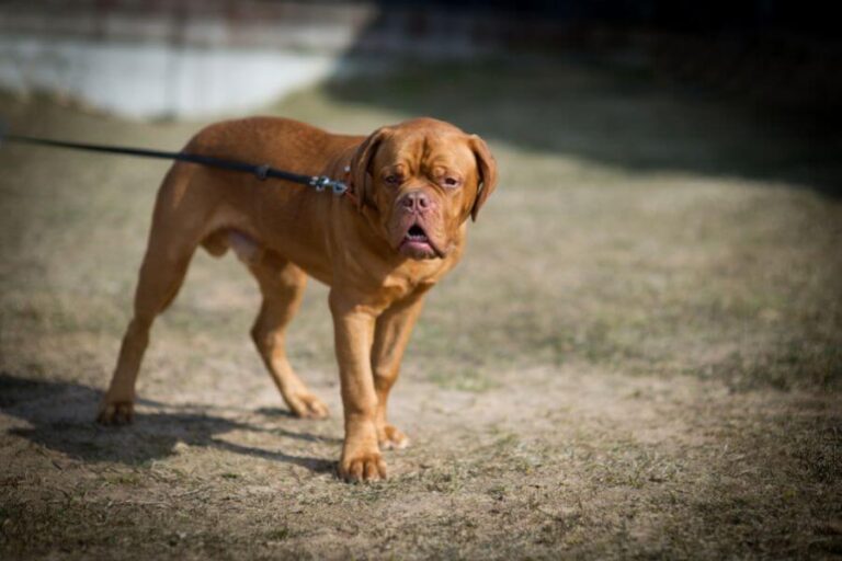 Animals With The Shortest Lifespan: 17 Short-Lived Animals