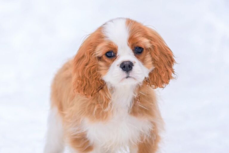 Teacup King Charles Cavalier Spaniel: Do They Exist?