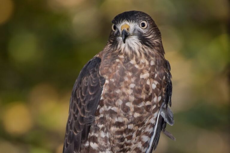 8 Common Hawks In New York (Facts & Where To Find Them)