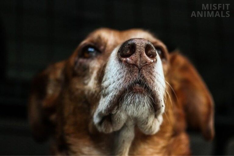 Bump On Dog s Nose 6 Reasons Why It Happens What To Do Bump On Dog s Nose 6 Reasons Why It Happens What To Do