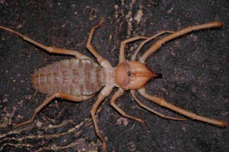 Desert Animals: 34 Animals That Thrive In The Desert
