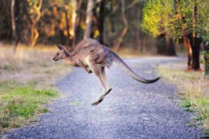 How High & Far Can Kangaroos Jump? (How They Do It)