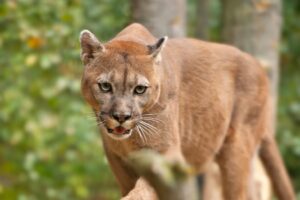 [WATCH] Mountain Lion Sounds: Why Do They Scream?