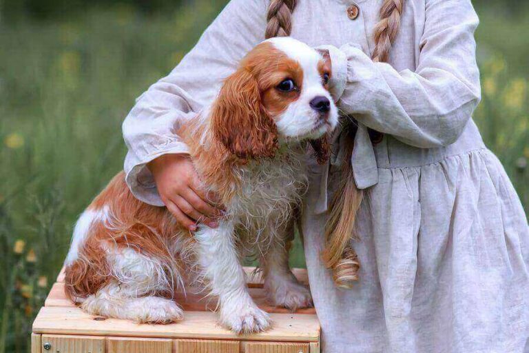 Cavalier King Charles Spaniel Temper: 15 Personality Traits