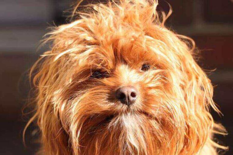 Cavalier King Charles Spaniel Poodle Mix (The Cavapoo)