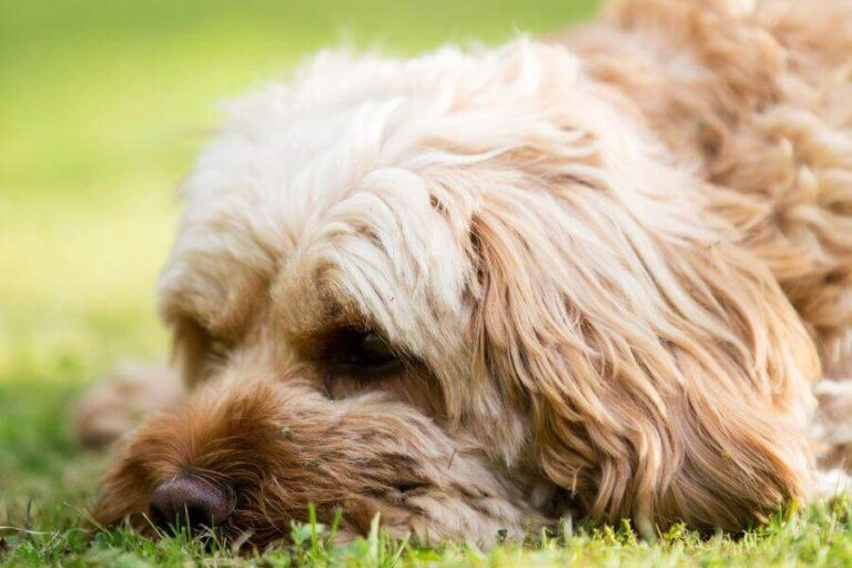 Cavalier King Charles Spaniel Poodle Mix (The Cavapoo)
