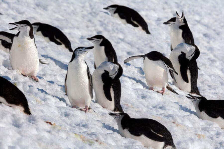 13 Animals In Antarctica: The Coldest Animals Out There
