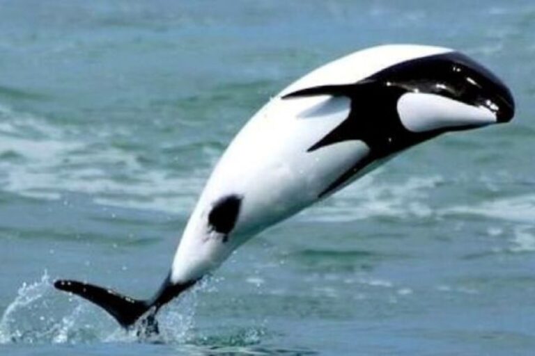 13 Animals In Antarctica: The Coldest Animals Out There