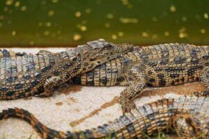 Animals With Scales: 17 Animals That Have Scales