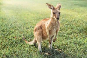 Are Kangaroos Dangerous? How They Attack People & Pets