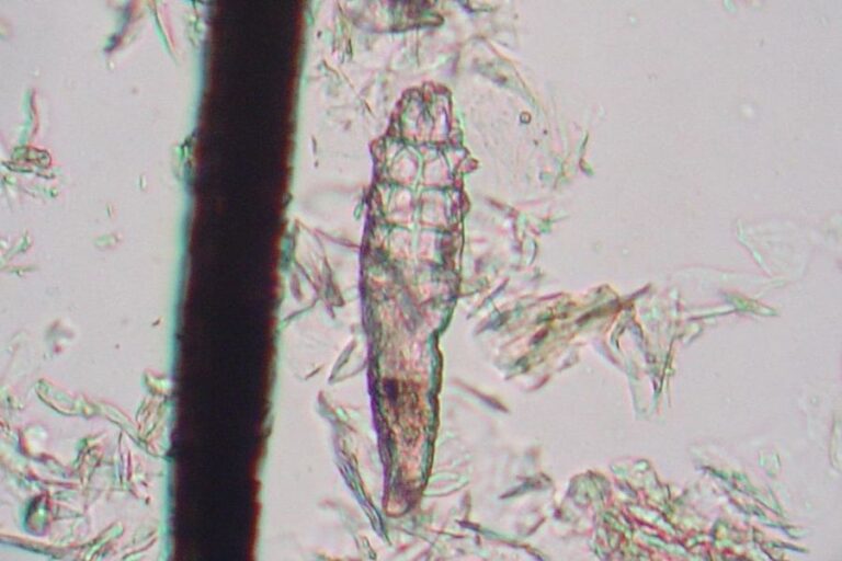 Bump On Dog’s Nose: 6 Reasons Why It Happens & What To Do