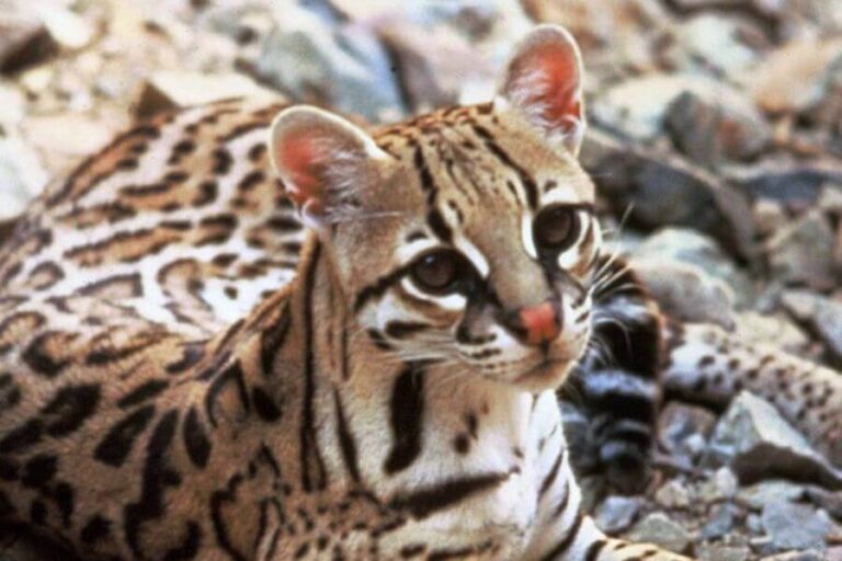 Are Ocelots Dangerous & Do They Attack? (How To Handle It)