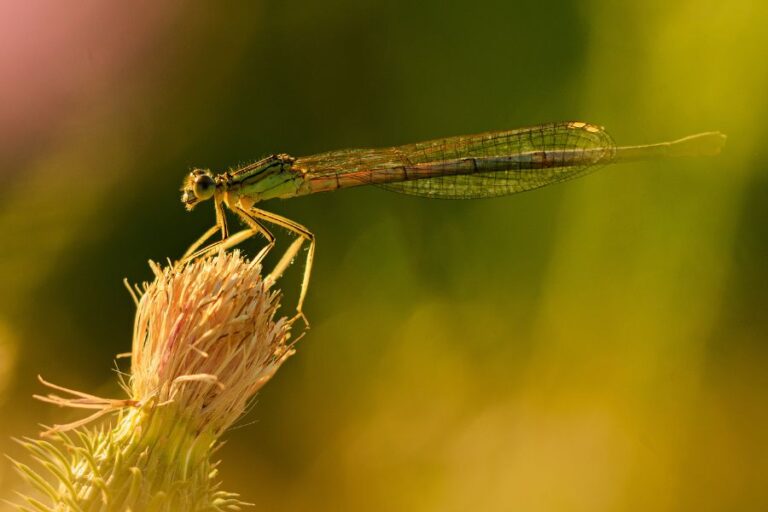 Animals With The Shortest Lifespan: 17 Short-Lived Animals