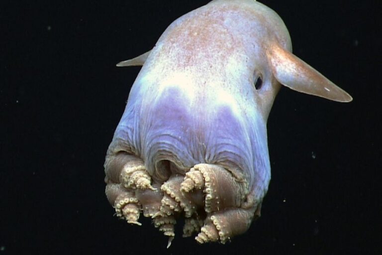 Animals With The Shortest Lifespan: 17 Short-Lived Animals