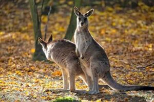 Types Of Kangaroos: The Six Kangaroo Species Of Australia