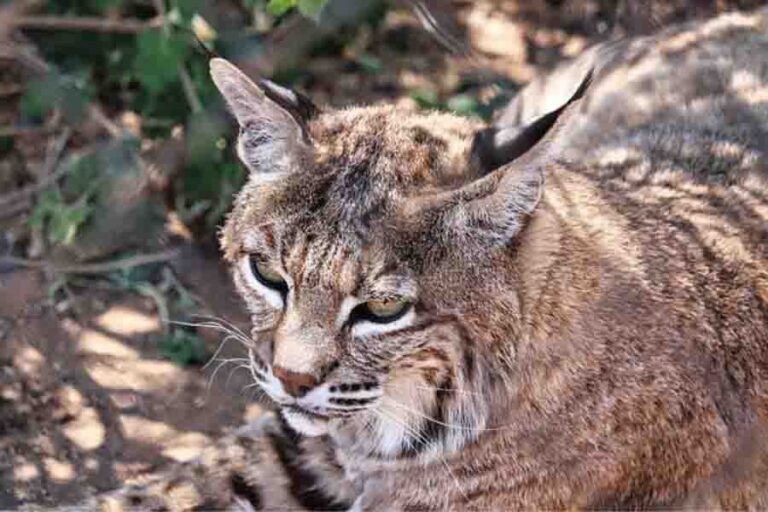 Bobcat (Lynx Rufus): Animal Facts, Pictures, & More