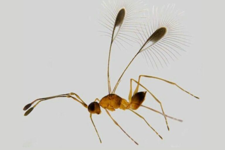 Weakest Animals: 15 Animals That Barely Survive