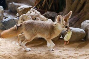 Fox Tracks: A Guide To Identifying Their Paw Prints & More