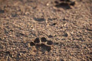 Fox Tracks: A Guide To Identifying Their Paw Prints & More