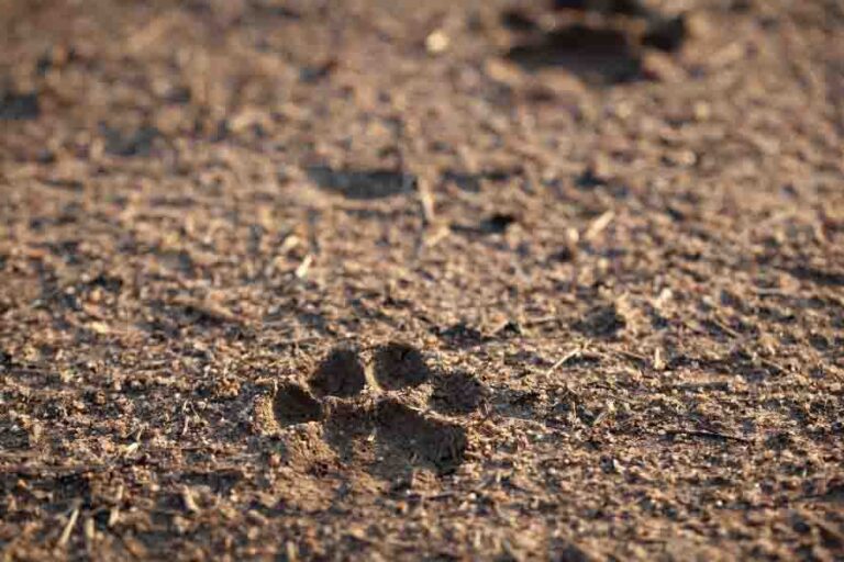Fox Tracks: A Guide To Identifying Their Paw Prints & More
