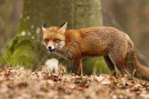 Kangaroo Predators: What Eats Kangaroos? (8 Natural Enemies)