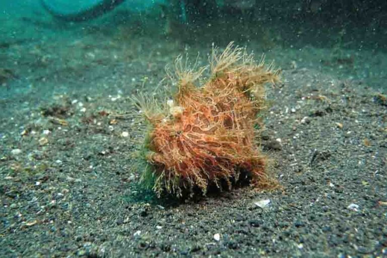 Stealthy Animals: 21 Sneaky Animals That Master Camouflage