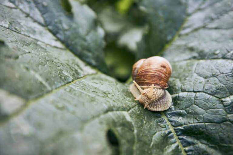 Slowest Animals In The World: 13 Of The Laziest Species