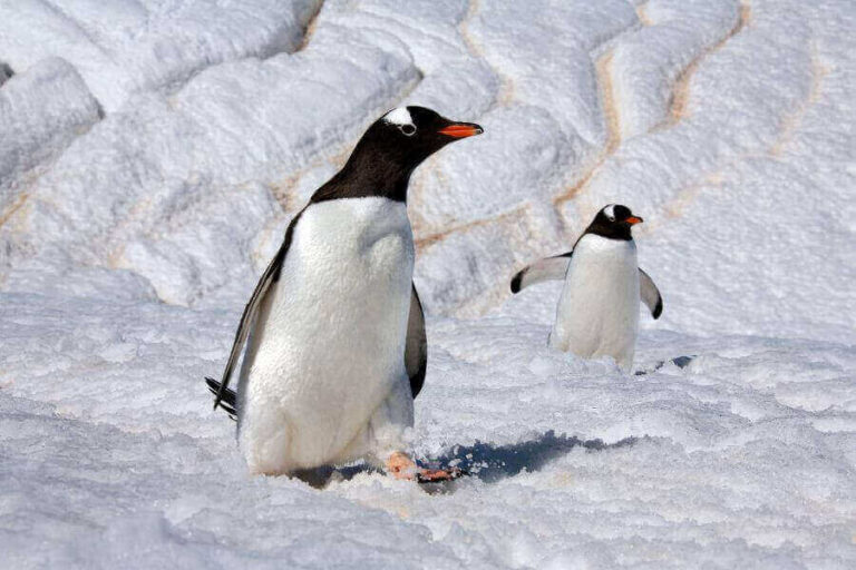 13 Animals In Antarctica: The Coldest Animals Out There