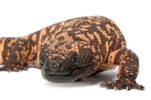 Animals With Scales: 17 Animals That Have Scales