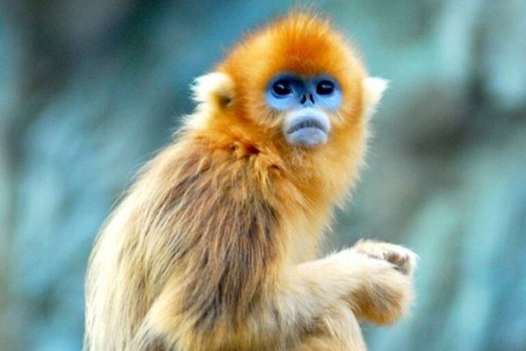 8 Animals That Eat Bamboo & Why They Do It | Misfit Animals