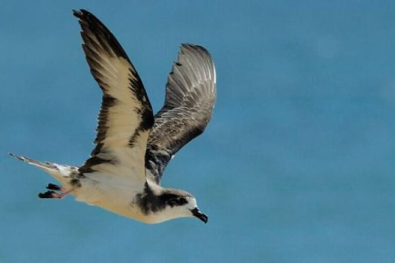 Hawaiian Animals: 23 Most Common Animals In Hawaii