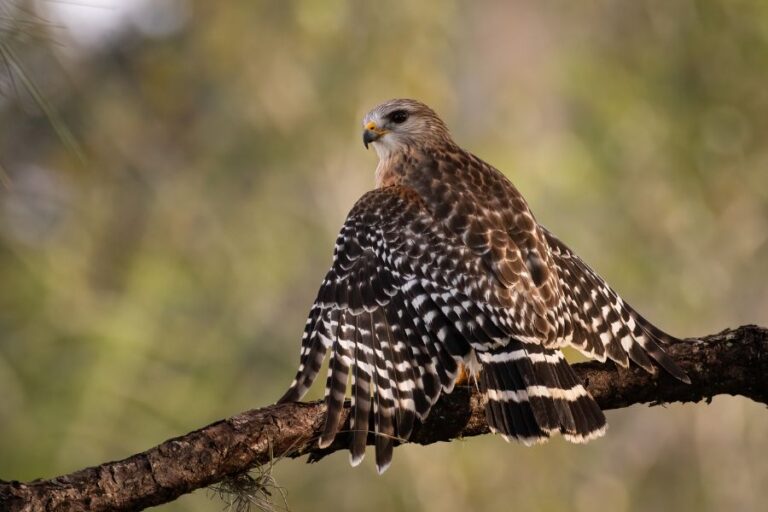 Types Of Hawks In Florida: 13 Species To Look For