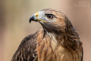 6 Types Of Hawks In Georgia & Where To Find Them