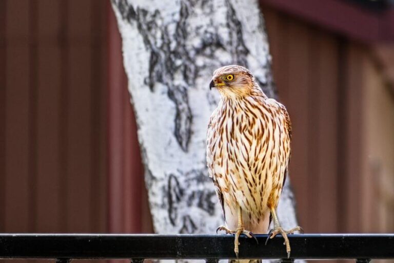 6 Types Of Hawks In Georgia & Where To Find Them