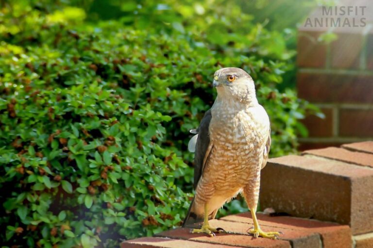 10 Types Of Hawks In Iowa (Species & Where To Find Them)