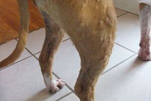 Red Bumps On Dogs’ Skin: 5 Causes & Treatment