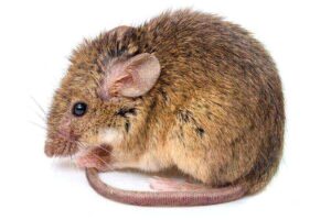 Animals With The Shortest Lifespan: 17 Short-Lived Animals