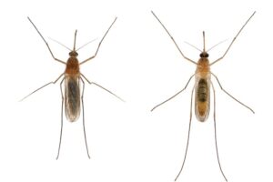 7 Blood-Sucking Bugs That Might Live In Your House