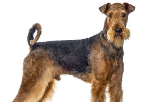 Airedale Terrier Size: Weight, Height, And Growth Chart