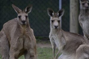 How Do Kangaroos Give Birth? (Their Unique Reproduction)