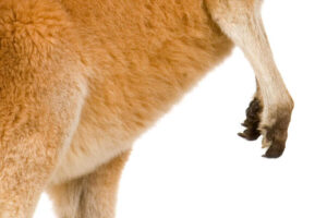 Kangaroo Paws & Claws: How They Use Them To Fight & More