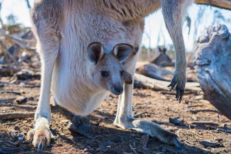How Do Kangaroos Give Birth? (Their Unique Reproduction)