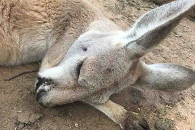 How Do Kangaroos Sleep? (Sleeping Habits & Patterns)