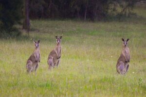 Kangaroo Weight: How Much Do Different Kangaroos Weigh?