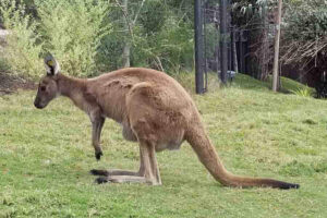 Kangaroo Weight: How Much Do Different Kangaroos Weigh?