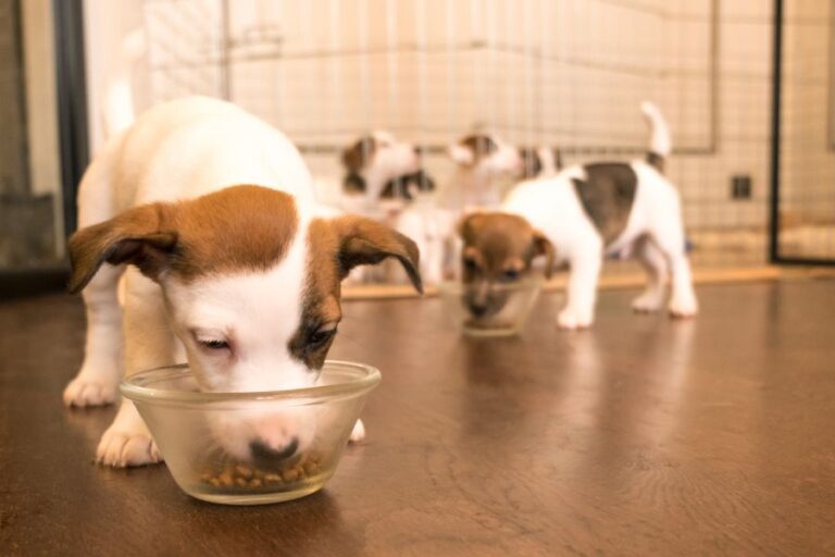 Why Is My Puppy Whining While Eating? (Why & What To Do)
