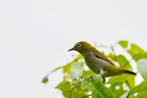 Hawaiian Animals: 23 Most Common Animals In Hawaii